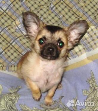 Чихуахуа мини малышка Луна