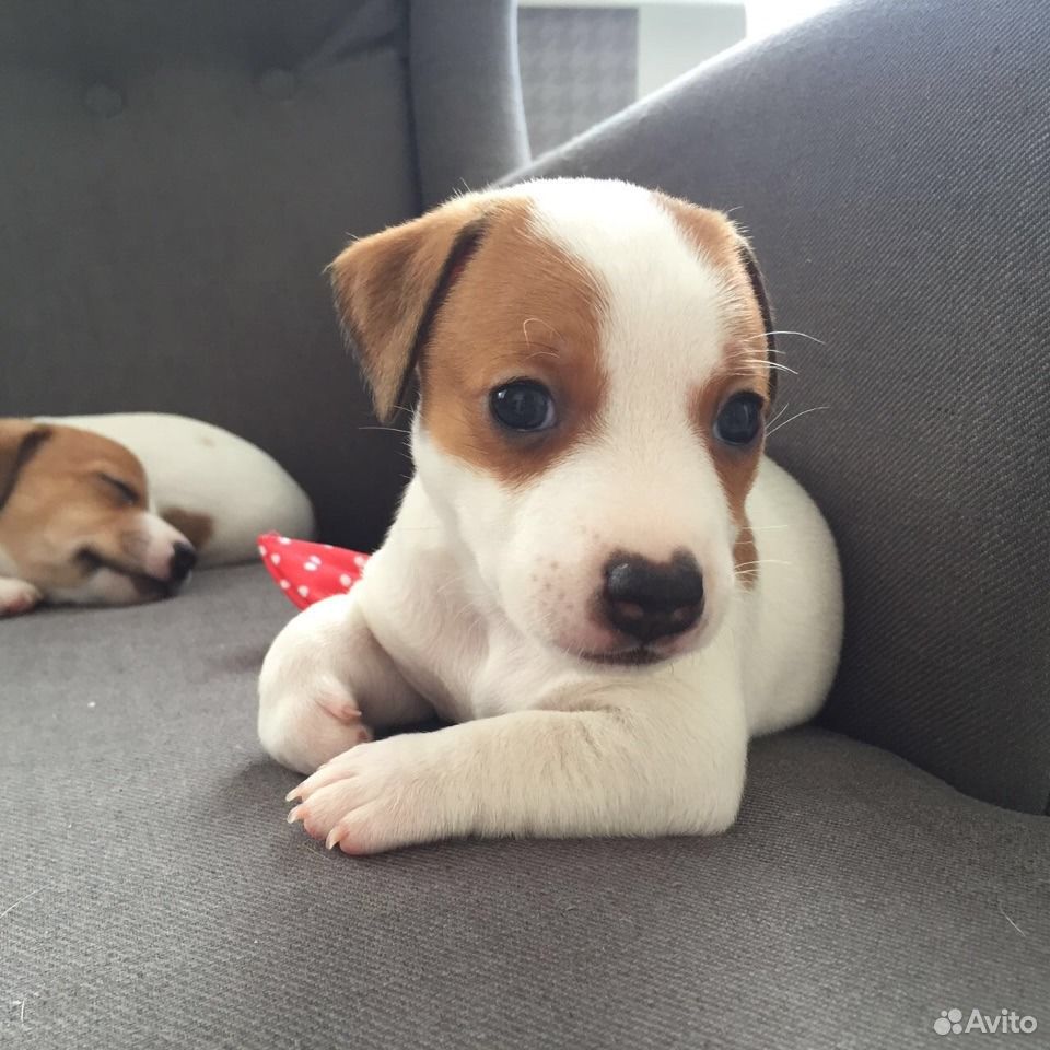 Чудесные щеночки мини стандарт