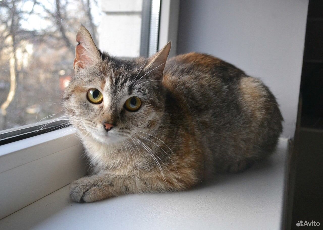 Кошечка в хорошие руки