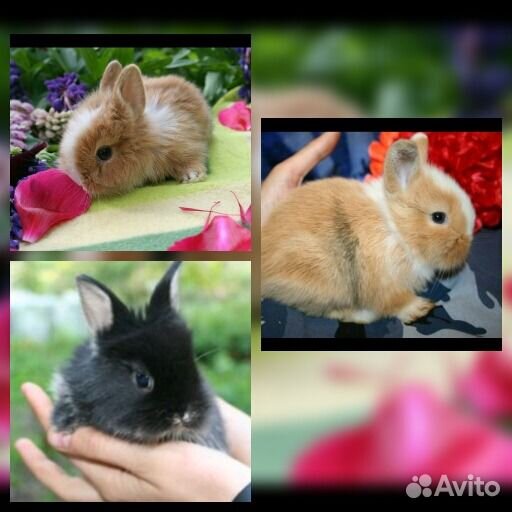 Кролики карликовые. цена за шт. привиты