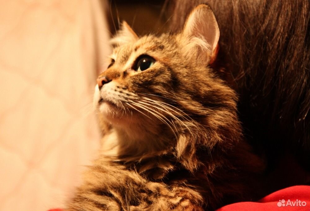 Пуховая красавица - молодая, домашняя Пушенька