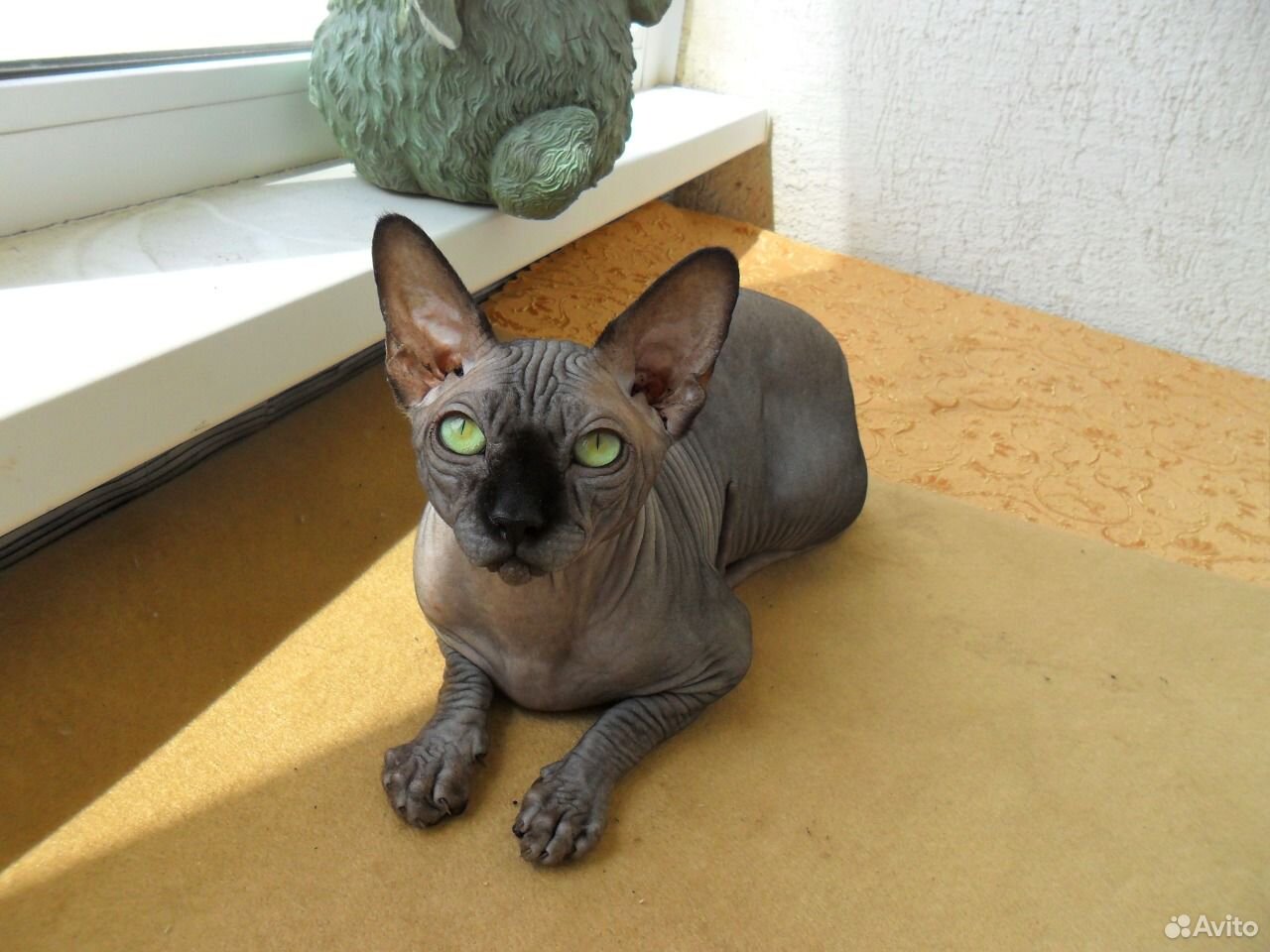 Вязка Сфинкс