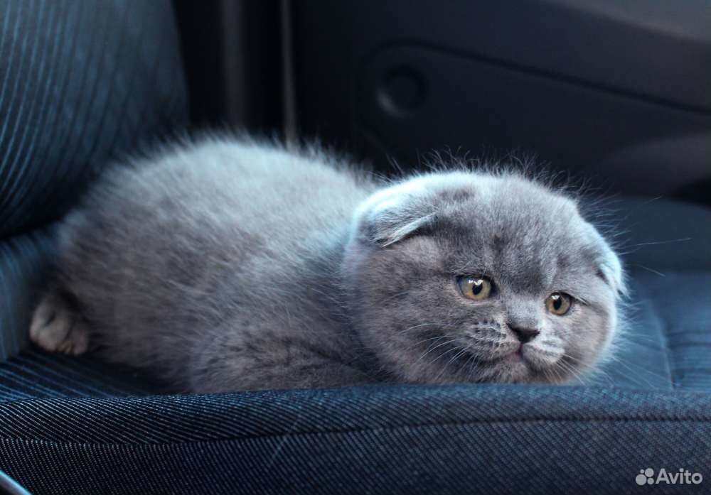 Шотландские вислоухие котята
