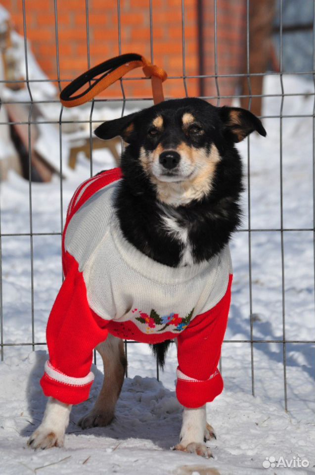 Молодая собачка Клепа