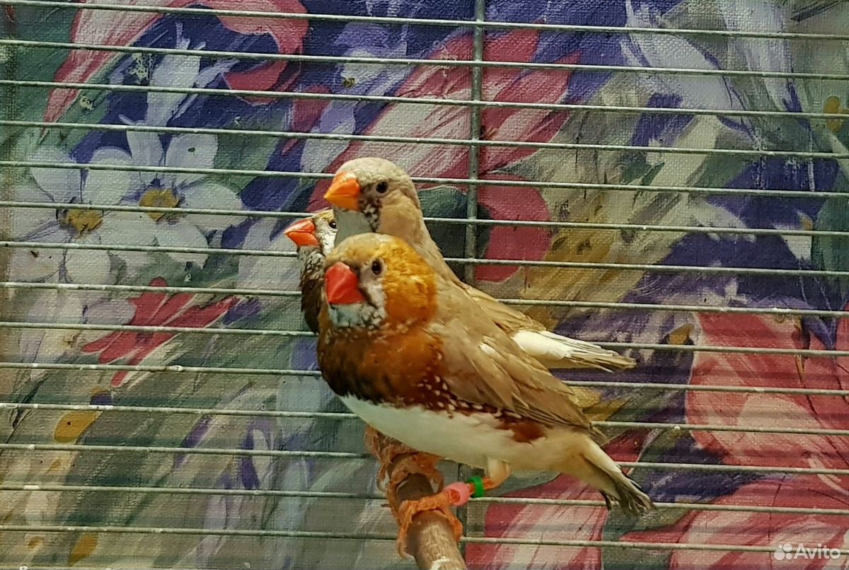 Зебровые амадины редких окрасоа