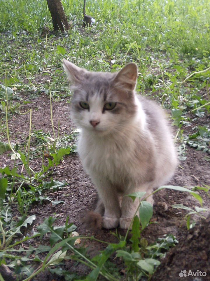 Мусечка, нежная лапулька