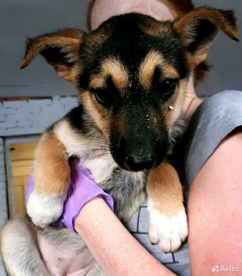 Овчаристый парень