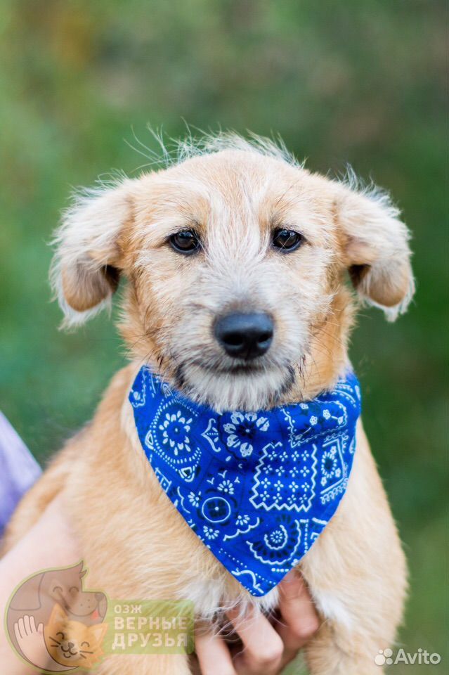 Щенок Тобик ищет дом