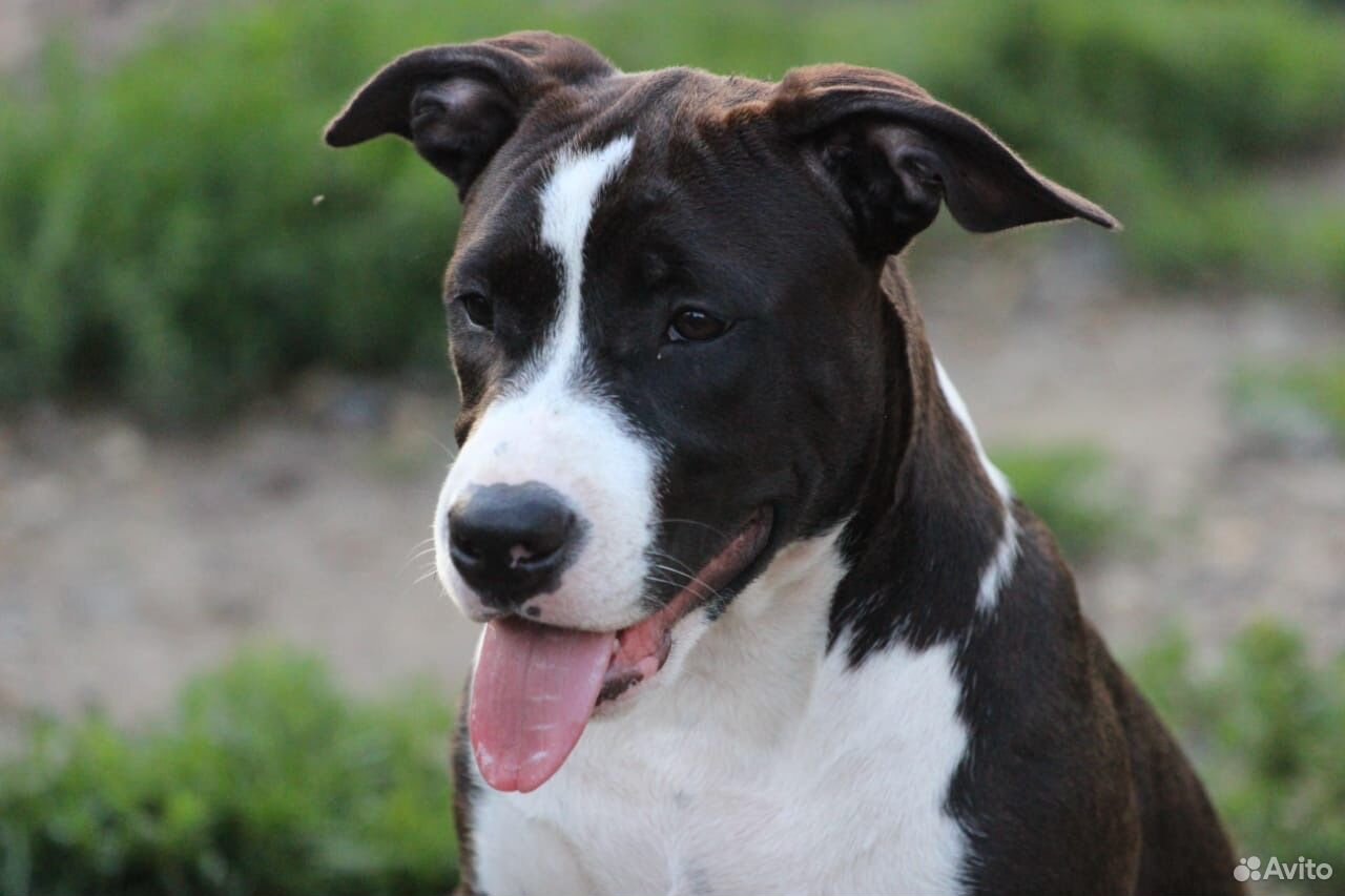 Щенок Стаффтерьера