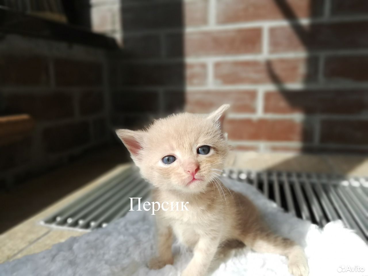 Солнечные котята ищут свой дом