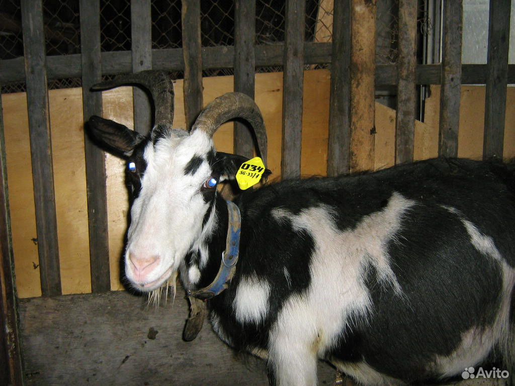 Коза Альпийка с козлятами