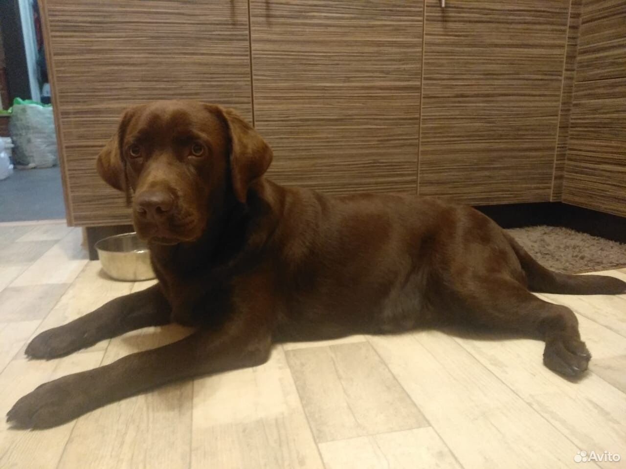 Лабрадор сучка шоколадка 9 месяцев