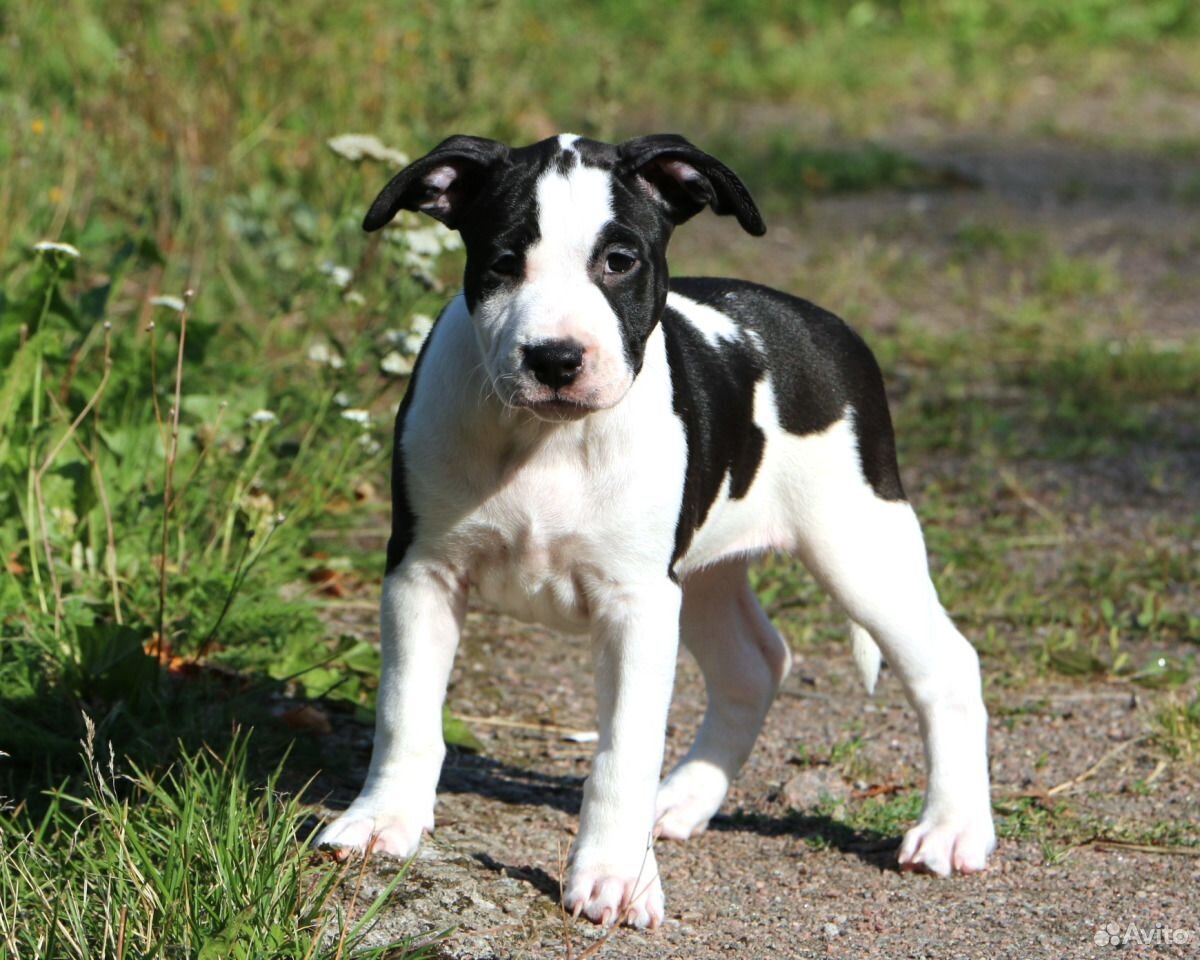 Великолепная девочка амстаффа