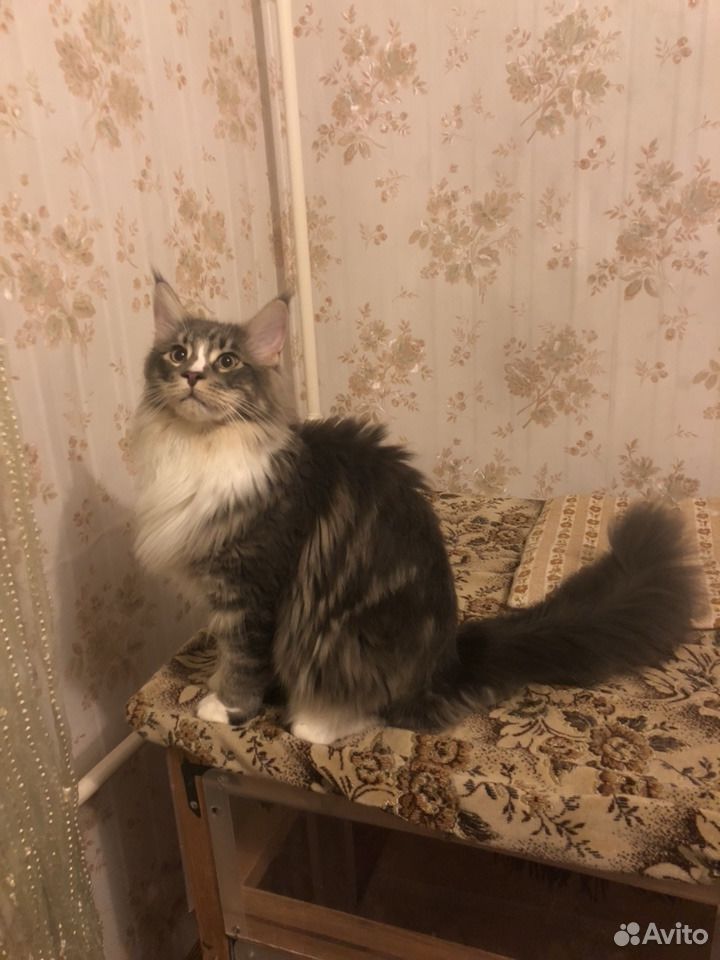 Подрощенный котик мейн-кун