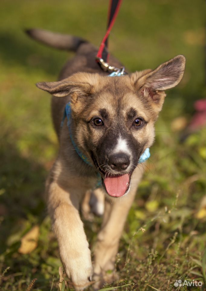 Девочка Лейла - щенок 3 месяца в дар