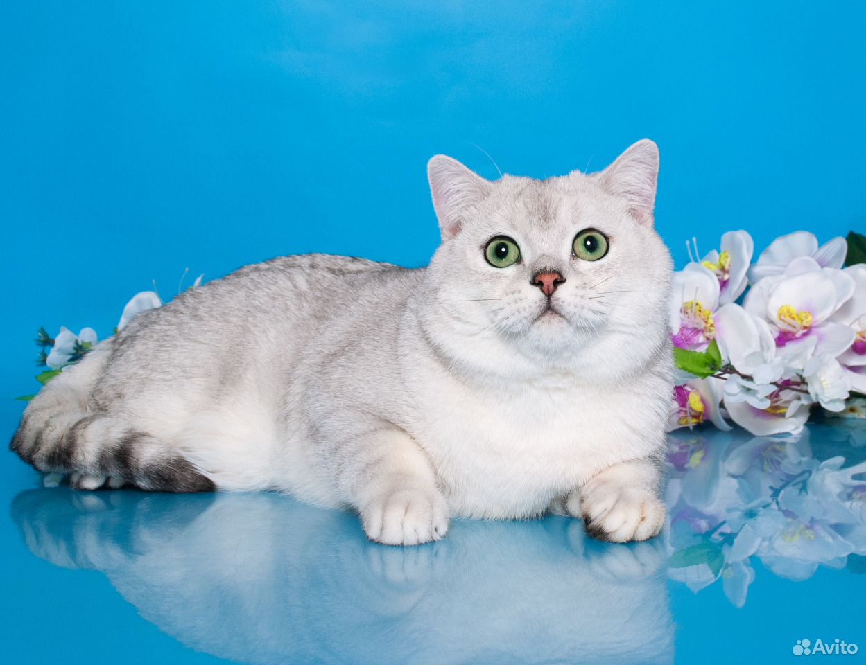 Шиншилловый кот на вязку