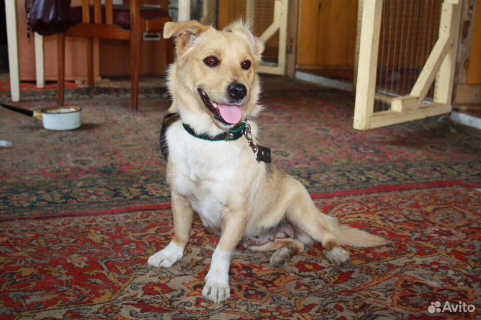 Джесси 30 см 1.5 года ищет дом