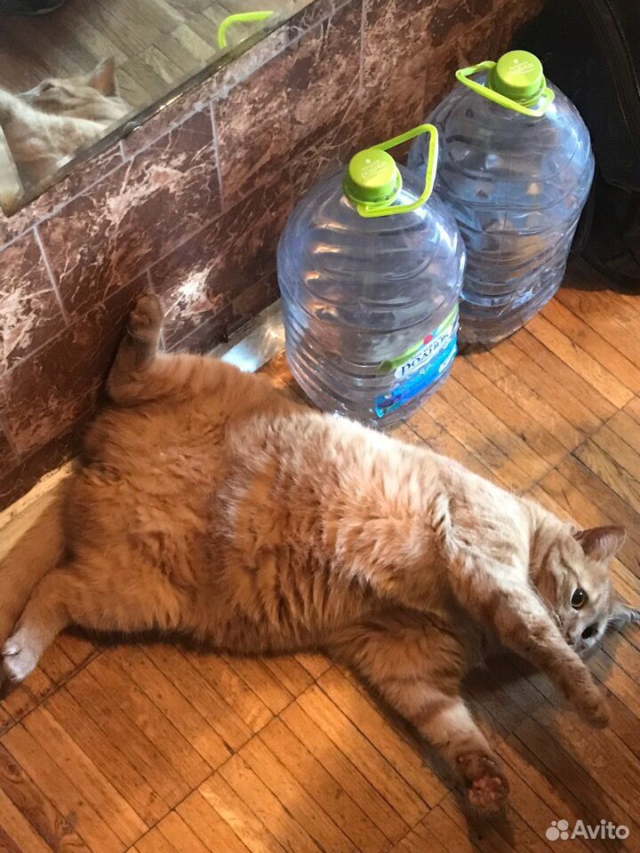 Гарфилд ищет дом