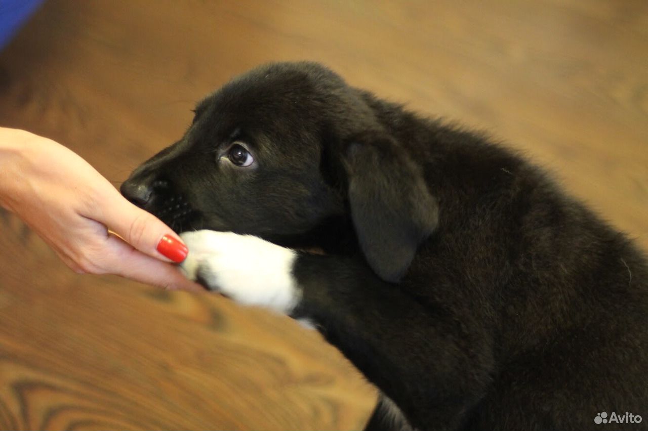 Щенок Джо в дар