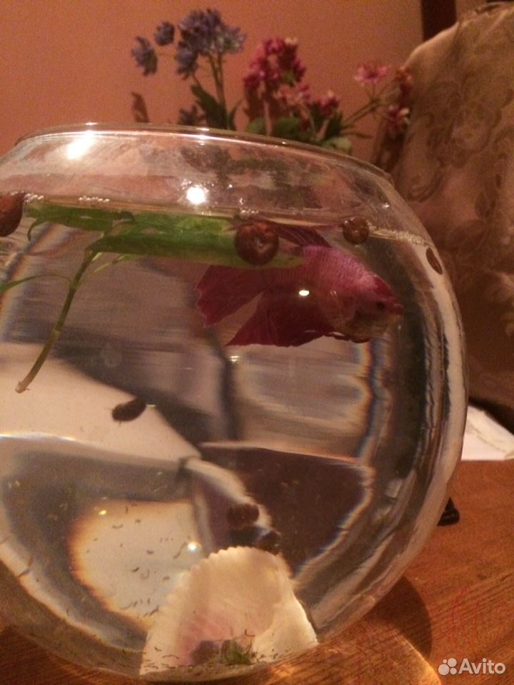 Рыбка петушок