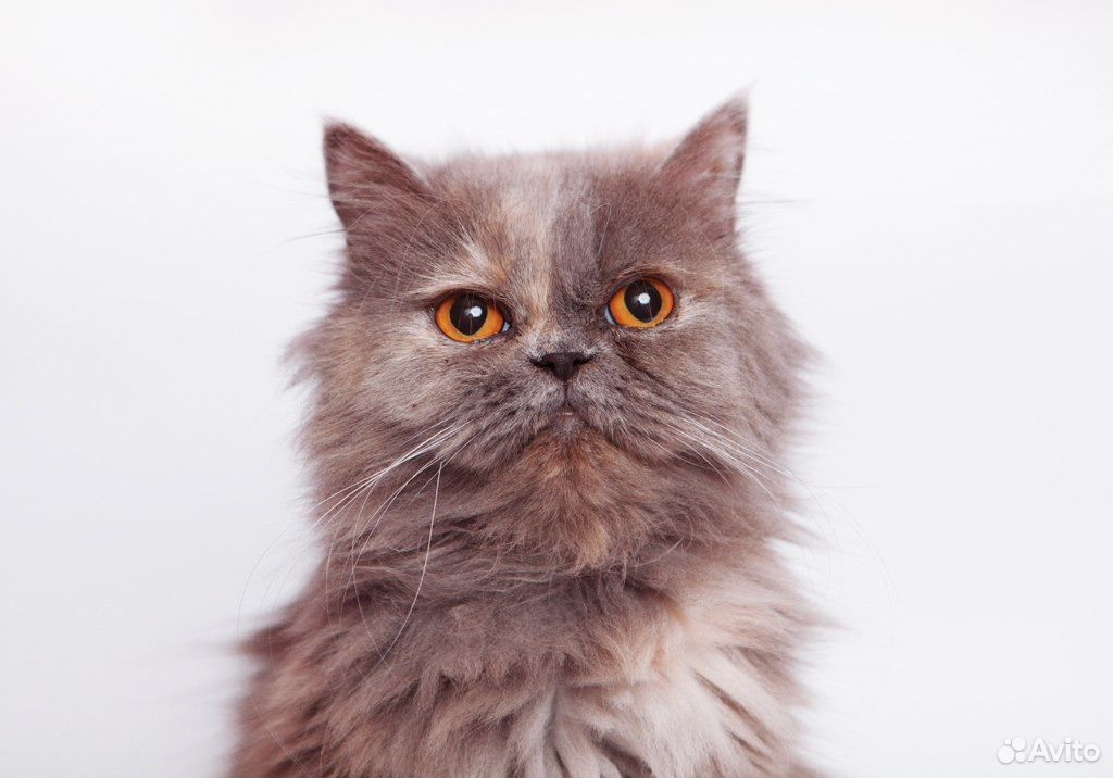 Трогательная Бэтти ищет дом