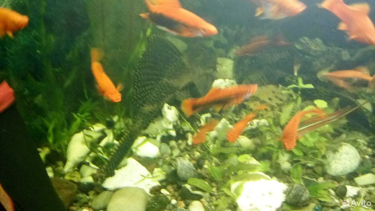 Меченосцы тигровые