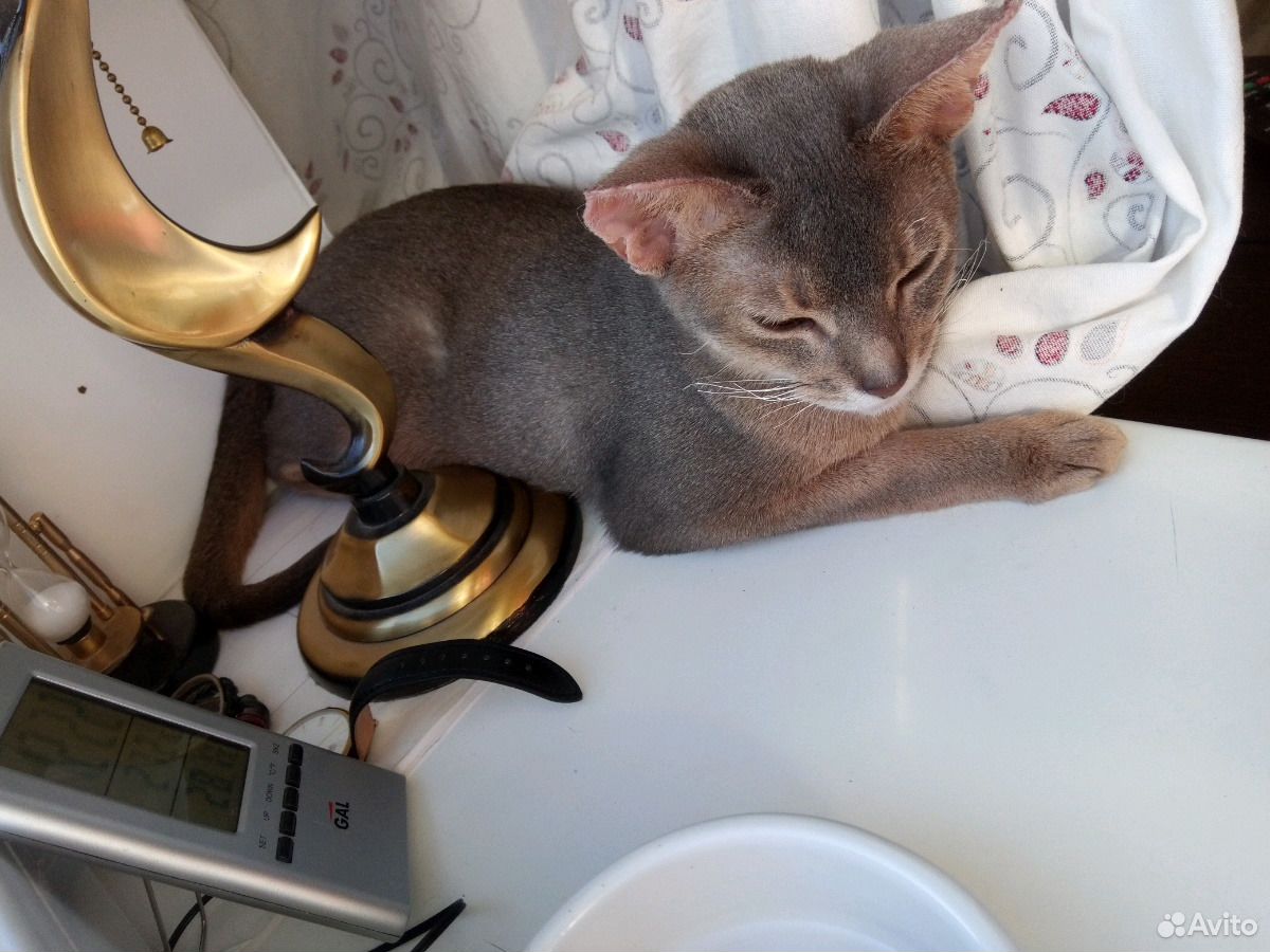 Голубая абиссинка в добрые руки