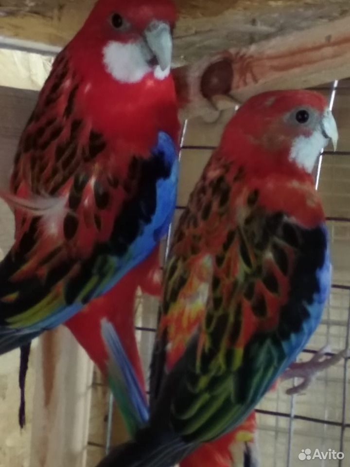 Птенцы розеллы и другие