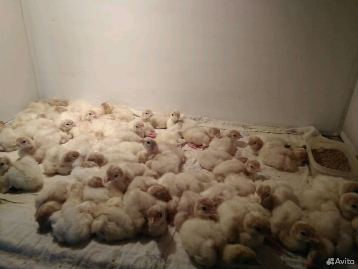 Индюшата тяжелого кросса вывод 10.04