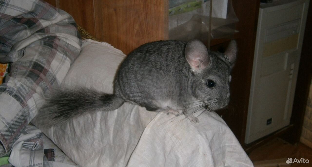 Чудесный шиншилленок-самец в пару, 1,5г