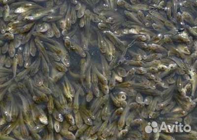 Малек карася