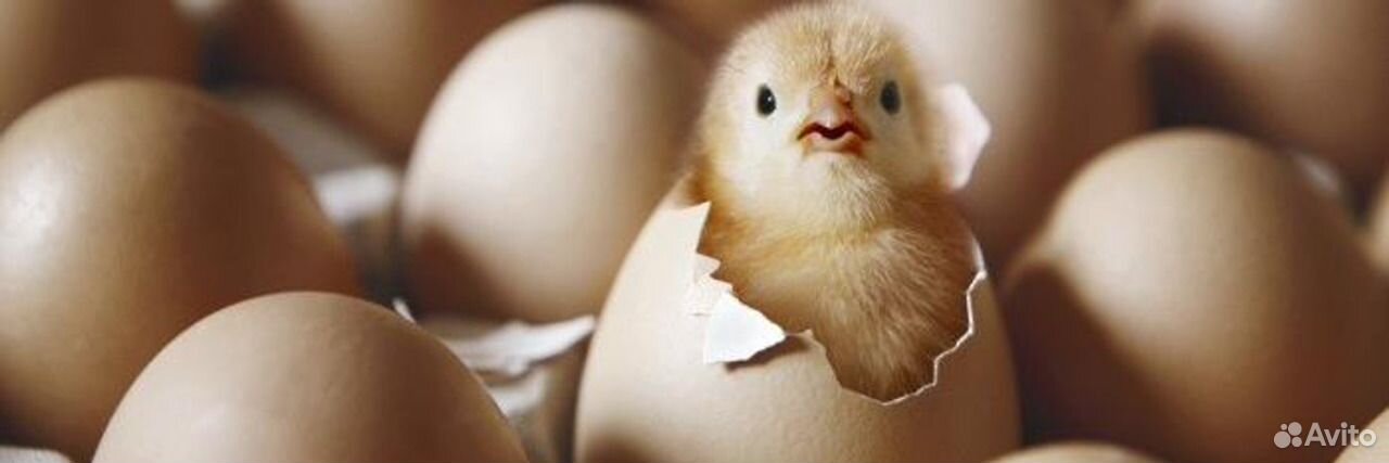 Яйцо инкубационное (яйцо кур брама, яйцо индюшки