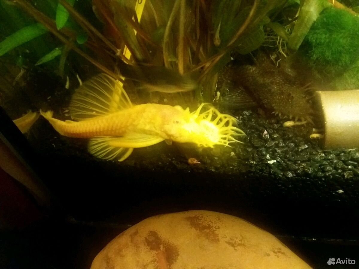 Анцирусы альбиносы