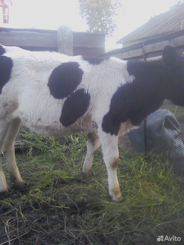 Телочка 4 месяца и 5 месяцев