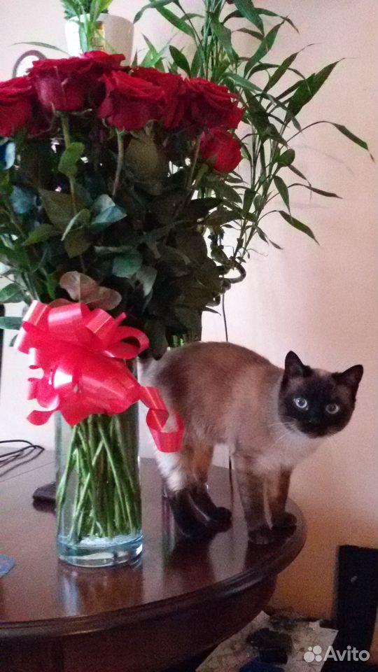 Вязка с тайским котом