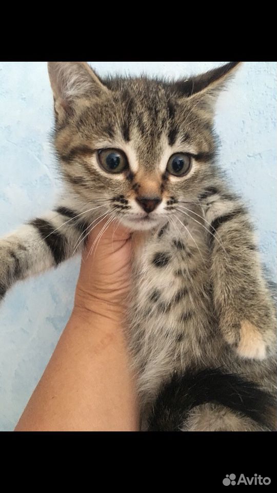 Полосатая девчуля