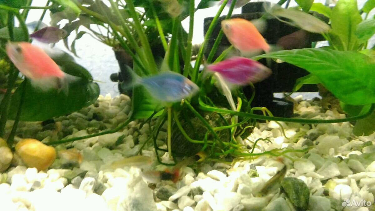 Тернеция гло GloFish
