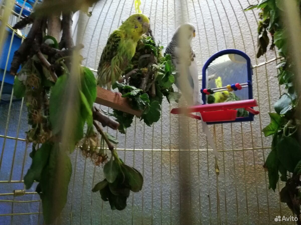 Волнистые попугаи