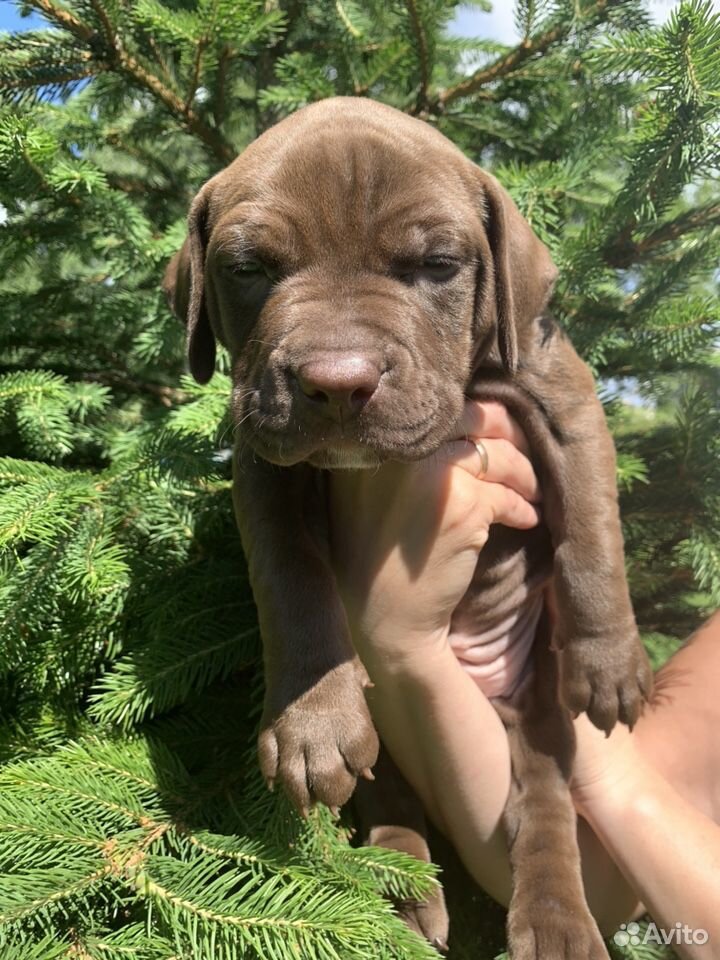 Шикарный щенок Прайтера