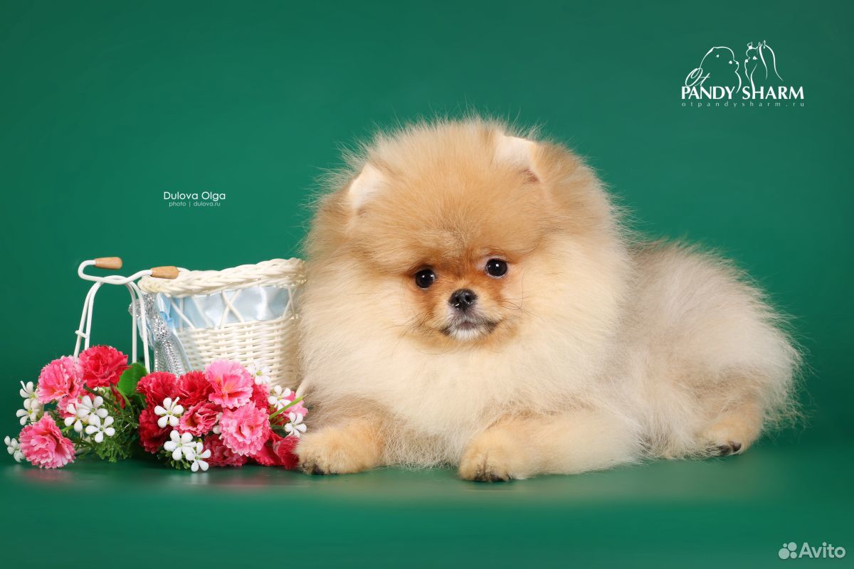 Щпицульки девочки