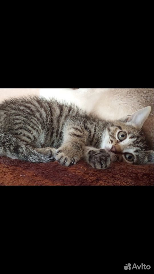 Солнечный зайчик 2 мес