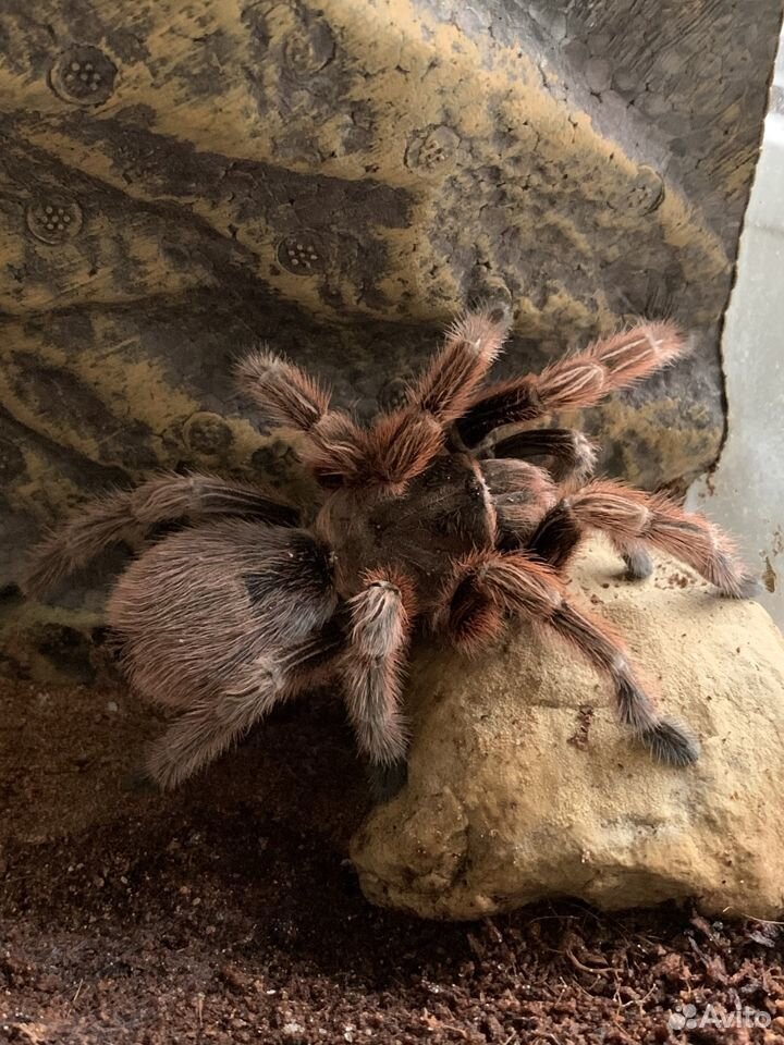 Паук-птицеед Grammostola rosea (red)