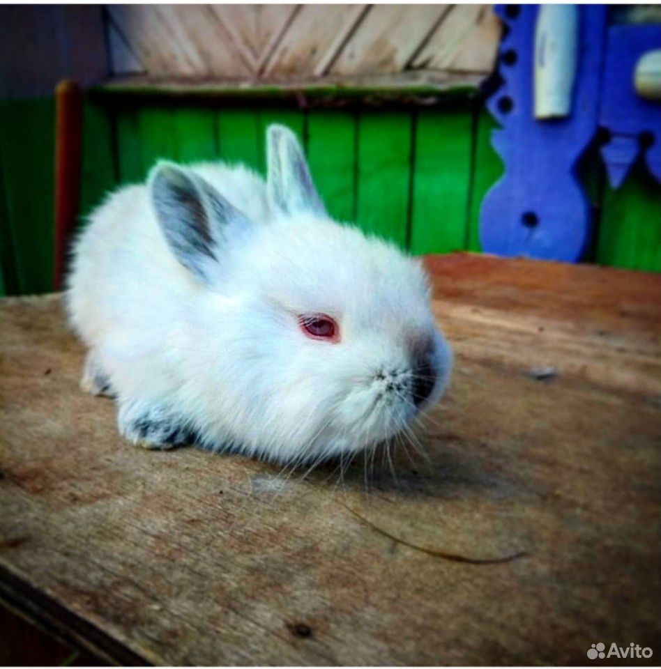 Кролики разных пород