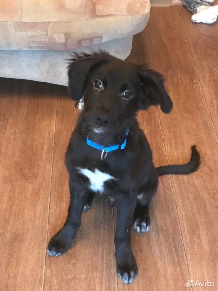 Щенок Максимка