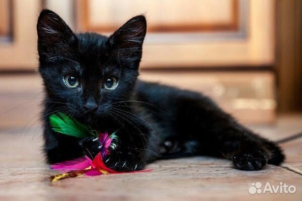 Красивый черный мальчик 4 мес