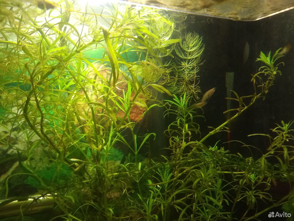 Гуппи самцы