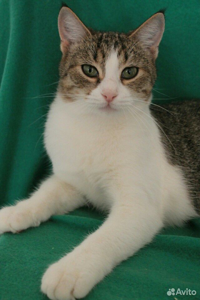 Кошечка Арья