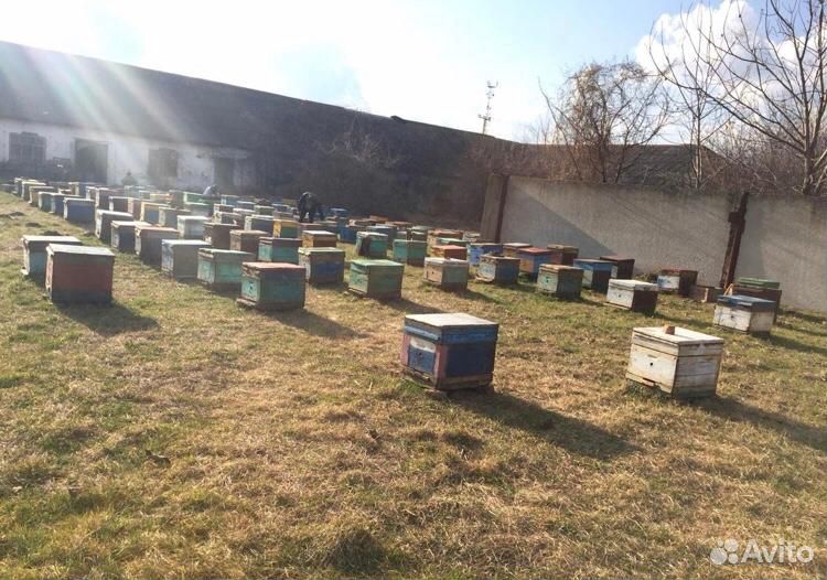 Пчёлы, семьи