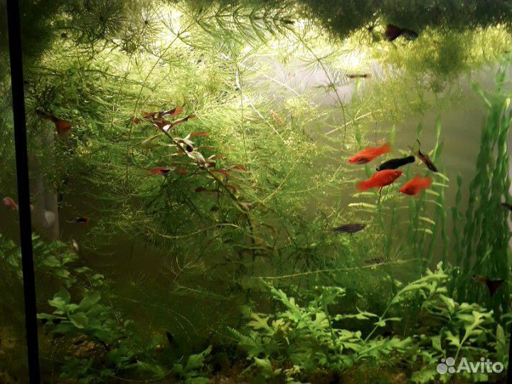 Аквариумные растения и улитки