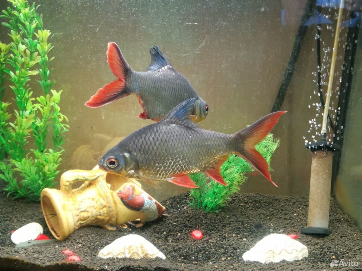 Барбус лещевый